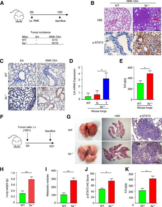 IL6/STAT3 Signaling Orchestrates Premetastatic Niche Formation and ...