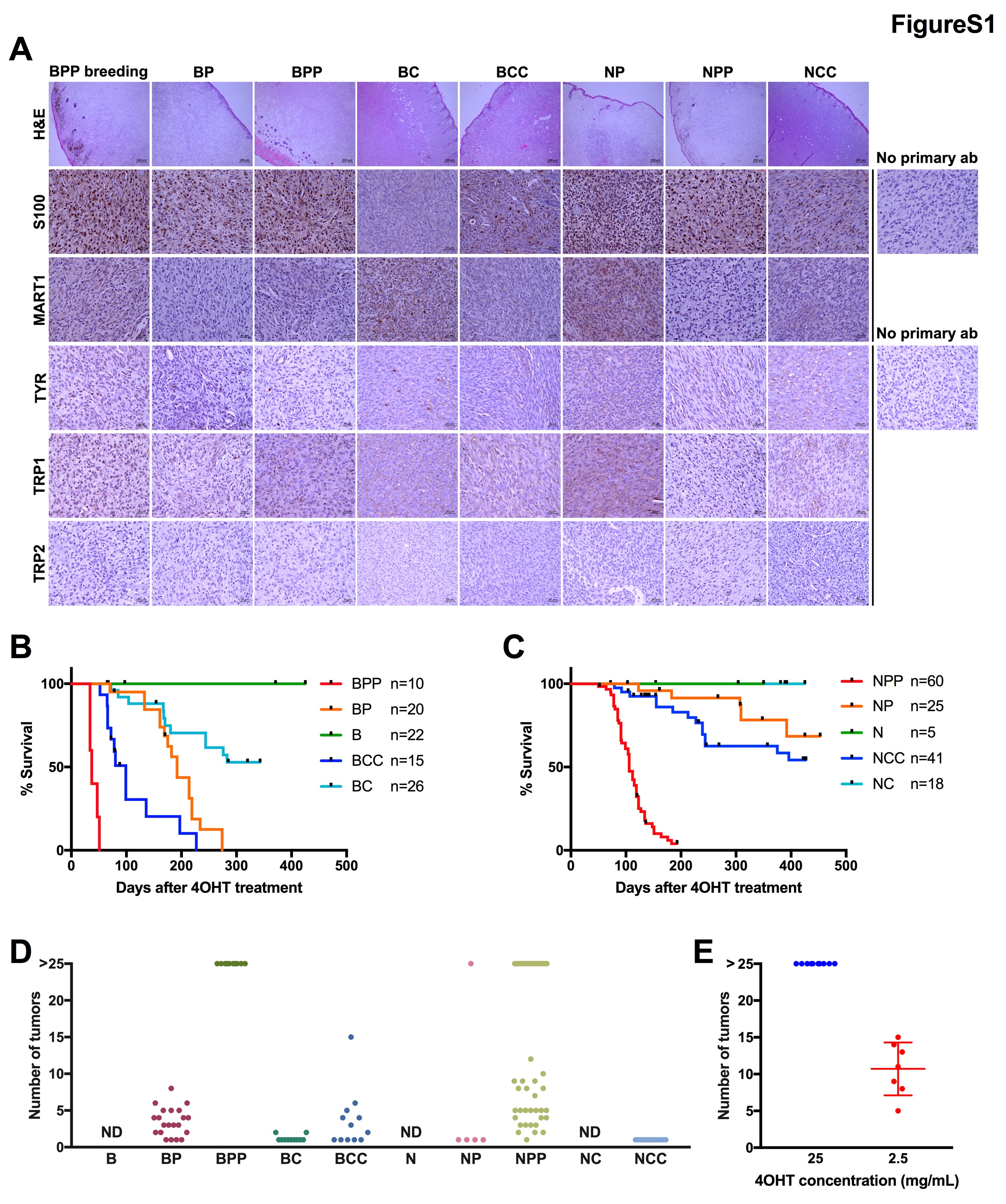 A Versatile ES Cell–Based Melanoma Mouse Modeling Platform | Cancer ...
