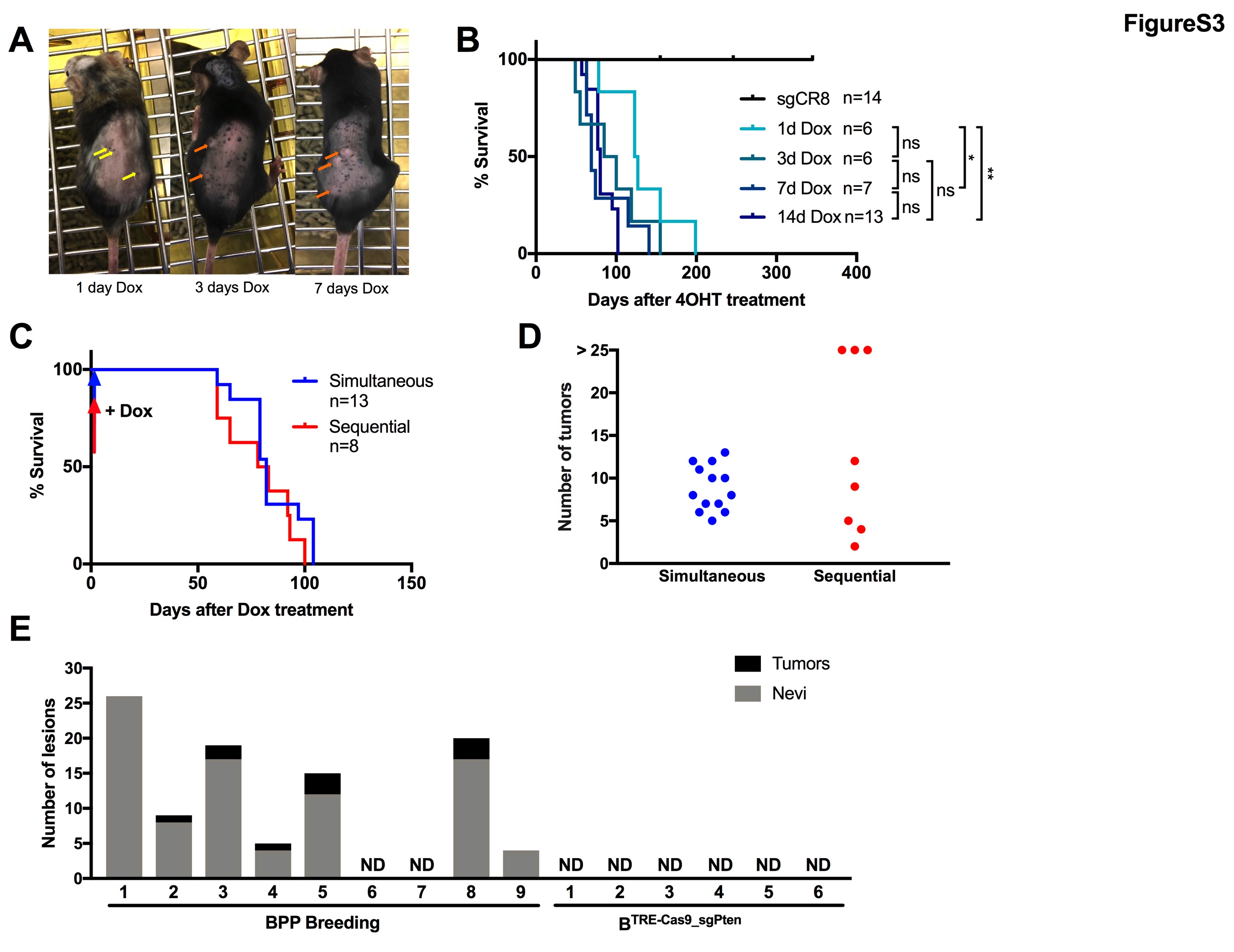 A Versatile ES Cell–Based Melanoma Mouse Modeling Platform | Cancer ...