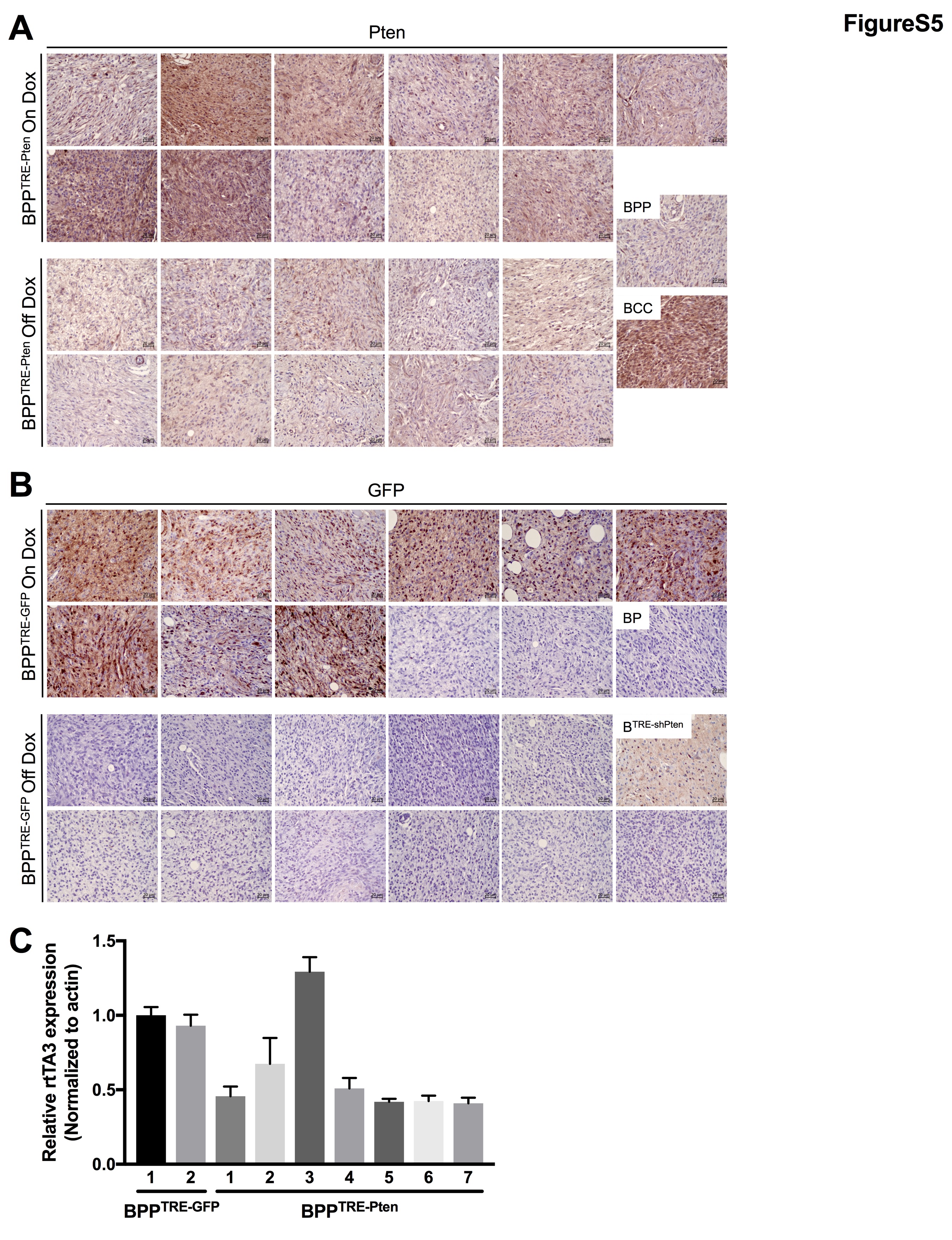 A Versatile ES Cell–Based Melanoma Mouse Modeling Platform | Cancer ...