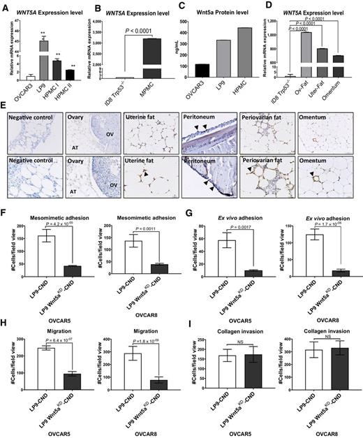 Host Wnt5a Potentiates Microenvironmental Regulation of Ovarian Cancer ...