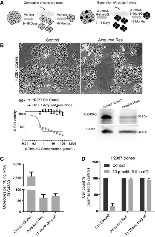 SLC43A3 Is a Biomarker of Sensitivity to the Telomeric DNA Damage ...