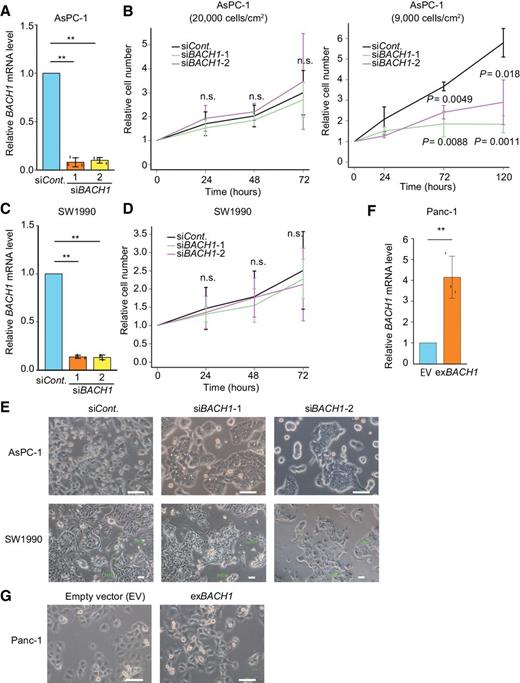 BACH1 Promotes Pancreatic Cancer Metastasis by Repressing Epithelial ...