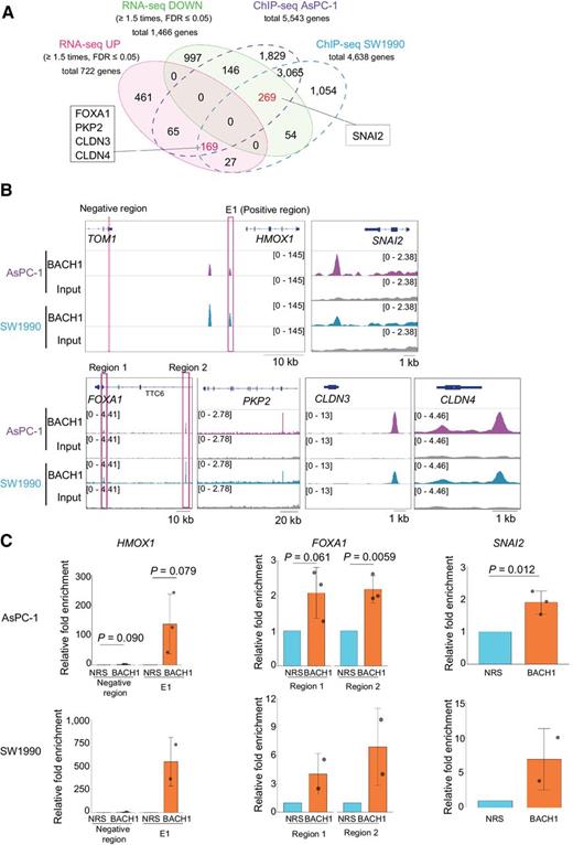 BACH1 Promotes Pancreatic Cancer Metastasis by Repressing Epithelial ...