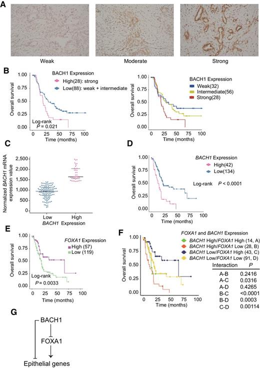 BACH1 Promotes Pancreatic Cancer Metastasis by Repressing Epithelial ...