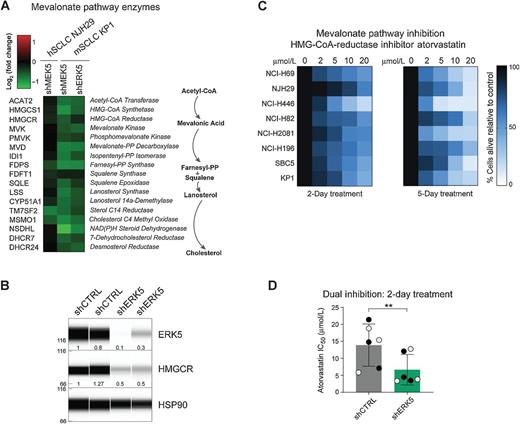 The MEK5–ERK5 Kinase Axis Controls Lipid Metabolism in Small-Cell Lung ...