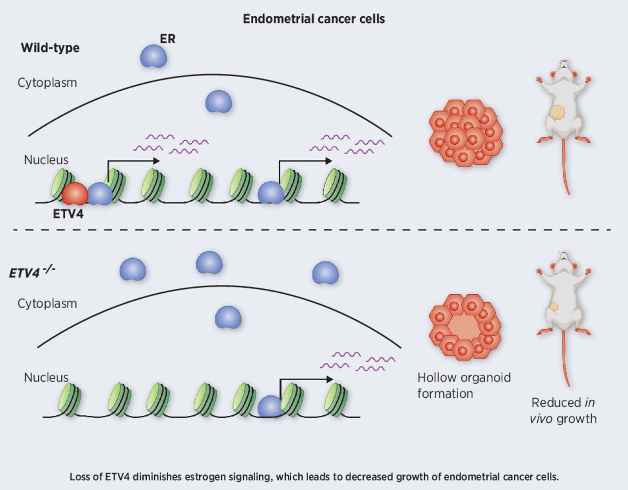 ETV4 Is Necessary for Estrogen Signaling and Growth in Endometrial ...