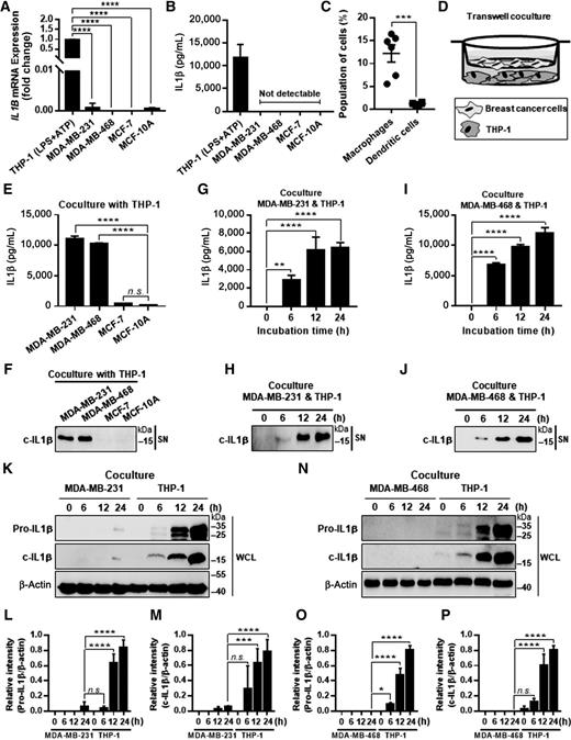 Breast Cancer Cell–Derived Soluble CD44 Promotes Tumor Progression by ...