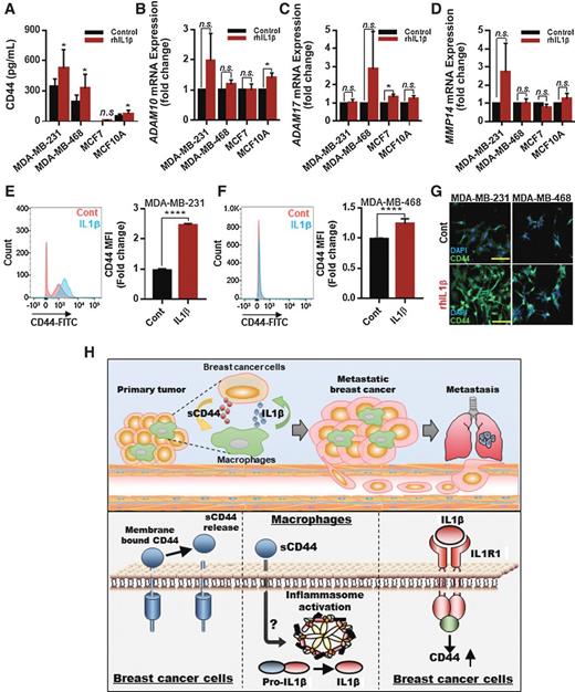 Breast Cancer Cell–Derived Soluble CD44 Promotes Tumor Progression by ...