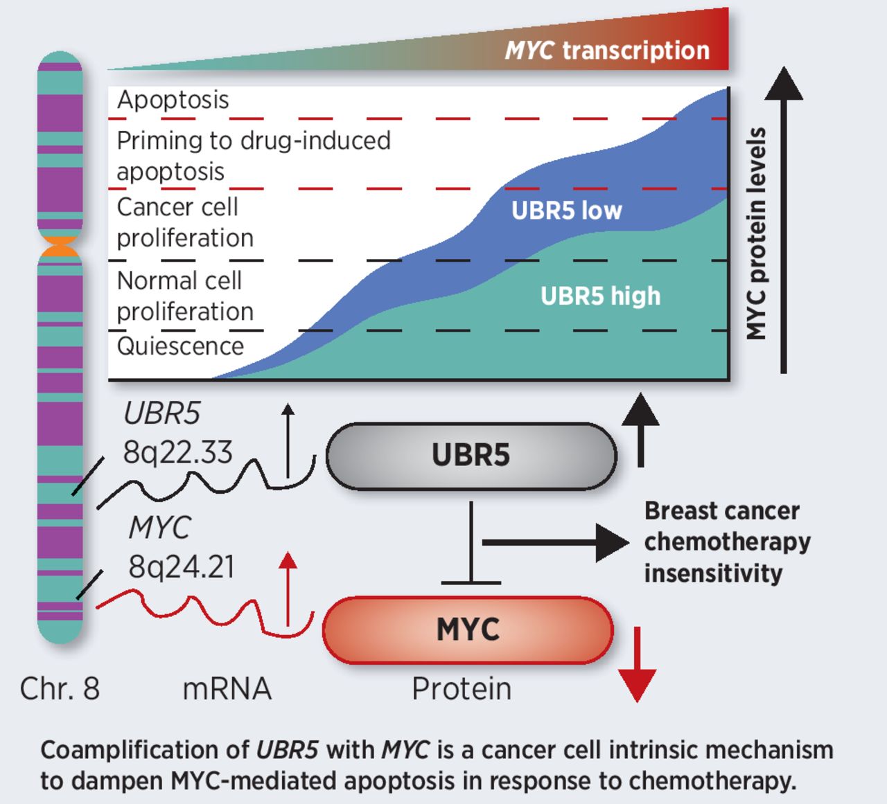 UBR5 Is Coamplified with MYC in Breast Tumors and Encodes an Ubiquitin ...