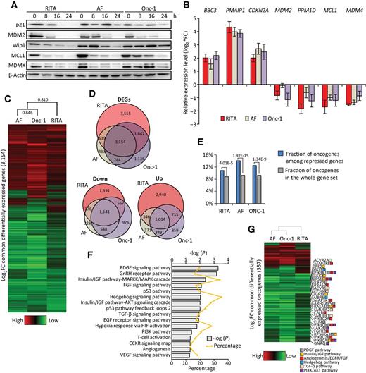 Thermal Proteome Profiling Identifies Oxidative-Dependent Inhibition of ...