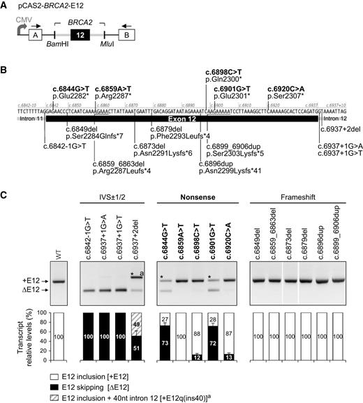 Skipping Nonsense to Maintain Function: The Paradigm of BRCA2 Exon 12 | Cancer Research ...