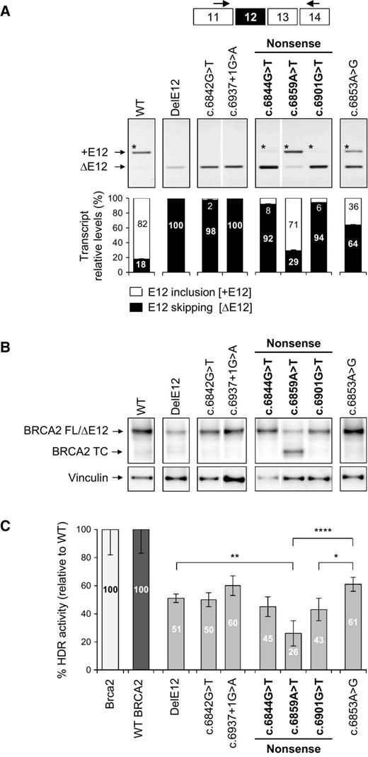 Skipping Nonsense to Maintain Function: The Paradigm of BRCA2 Exon 12 | Cancer Research ...