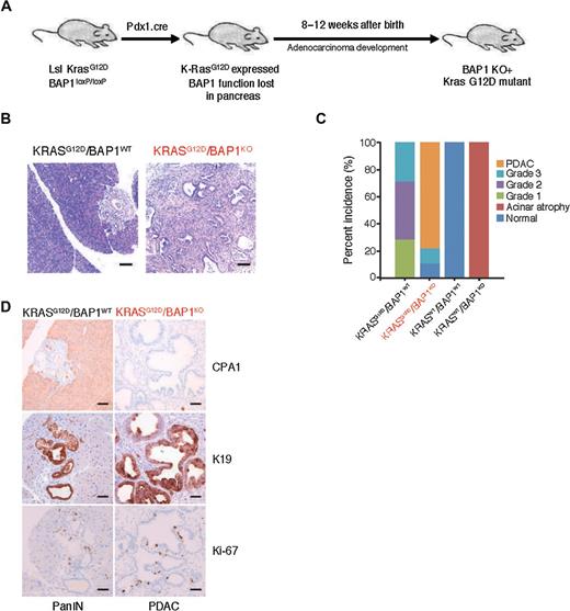 The Tumor Suppressor BAP1 Regulates the Hippo Pathway in Pancreatic ...