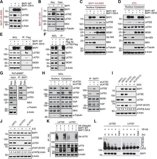 The Tumor Suppressor BAP1 Regulates the Hippo Pathway in Pancreatic ...