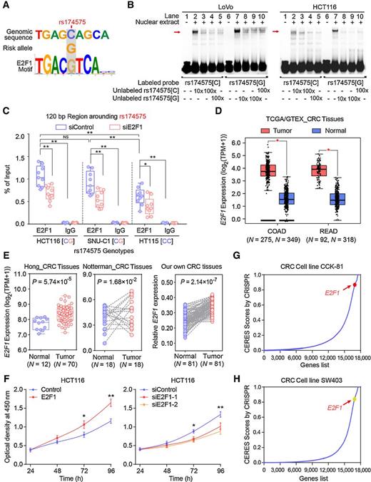 Risk SNP-Mediated Enhancer–Promoter Interaction Drives Colorectal ...