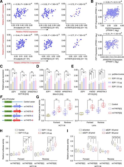 Risk SNP-Mediated Enhancer–Promoter Interaction Drives Colorectal ...