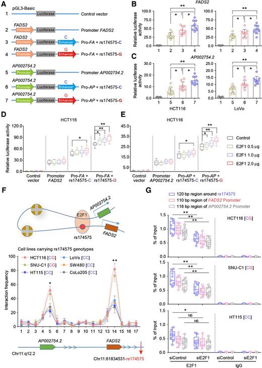 Risk SNP-Mediated Enhancer–Promoter Interaction Drives Colorectal ...