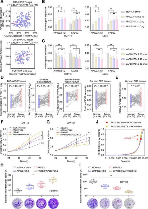 Risk SNP-Mediated Enhancer–Promoter Interaction Drives Colorectal ...