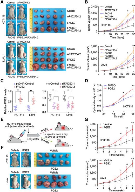 Risk SNP-Mediated Enhancer–Promoter Interaction Drives Colorectal ...