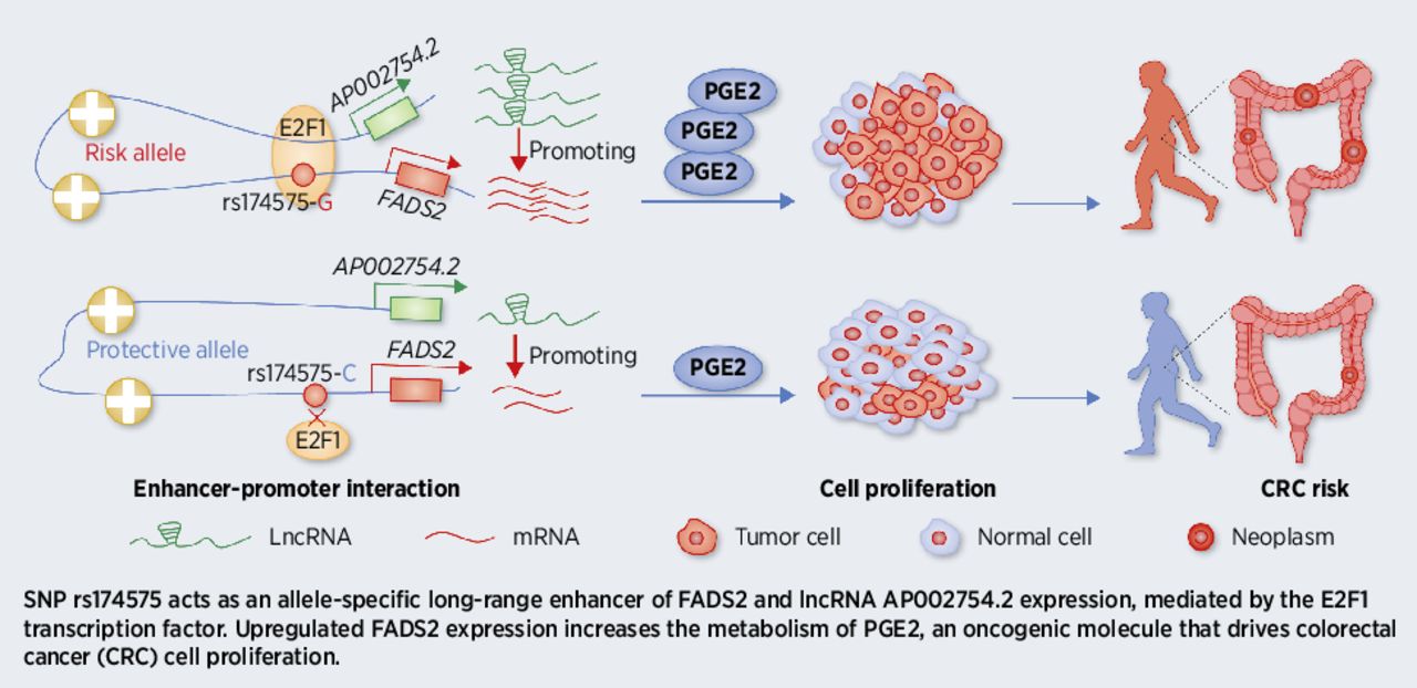 Risk SNP-Mediated Enhancer–Promoter Interaction Drives Colorectal ...