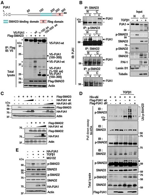 Targeting the E3 Ubiquitin Ligase PJA1 Enhances Tumor-Suppressing TGFβ ...