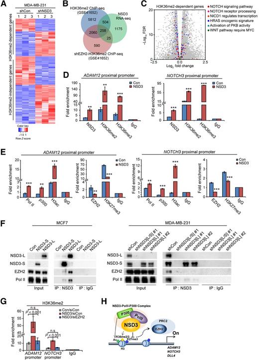NSD3-Induced Methylation of H3K36 Activates NOTCH Signaling to Drive ...