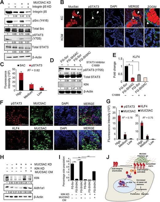 Secretory Mucin 5AC Promotes Neoplastic Progression by Augmenting KLF4 ...