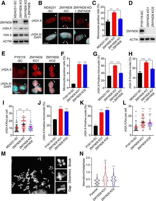 ZMYND8 Expression in Breast Cancer Cells Blocks T-Lymphocyte ...