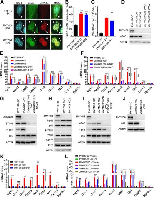 ZMYND8 Expression in Breast Cancer Cells Blocks T-Lymphocyte ...