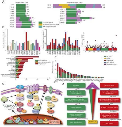 Targeting CDK12 for Cancer Therapy: Function, Mechanism, and Drug ...