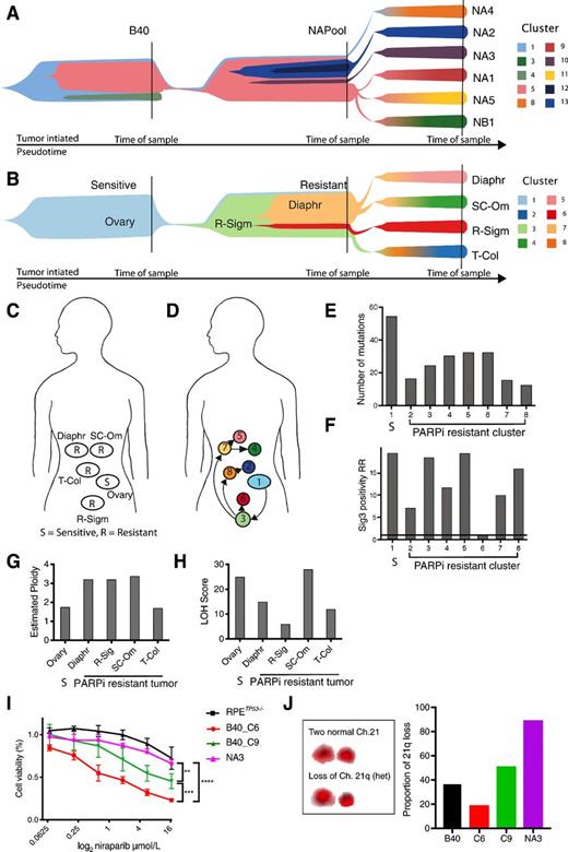 Heterogeneity and Clonal Evolution of Acquired PARP Inhibitor ...