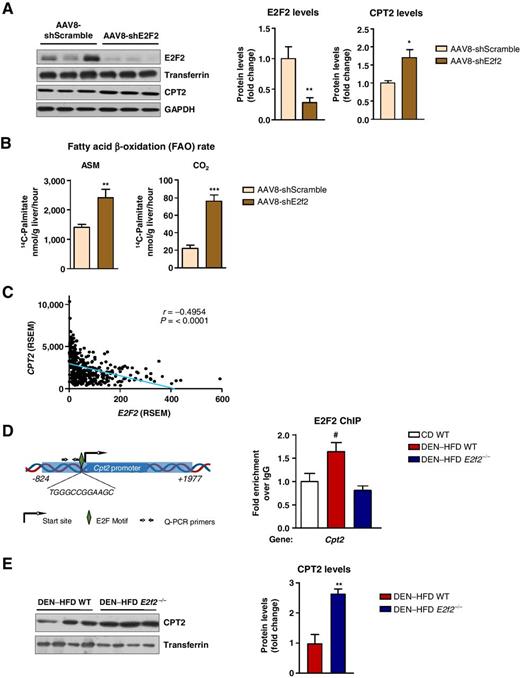 E2F1 and E2F2-Mediated Repression of CPT2 Establishes a Lipid-Rich ...