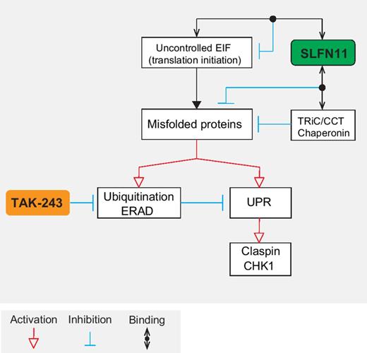 SLFN11 Inactivation Induces Proteotoxic Stress and Sensitizes Cancer Cells to Ubiquitin ...