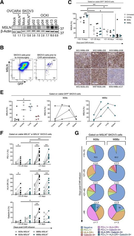 Mesothelin-Specific CAR T Cells Target Ovarian Cancer | Cancer Research ...