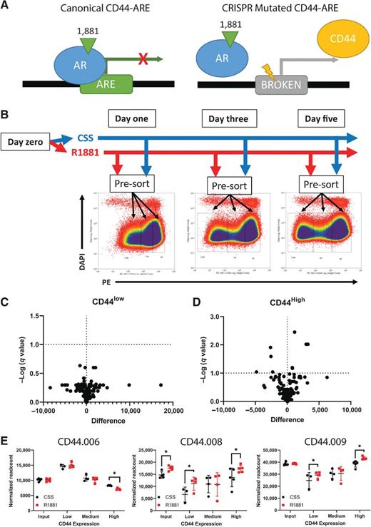 Androgen Receptor Regulates CD44 Expression in Bladder Cancer | Cancer ...
