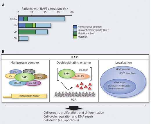 Roles of the BAP1 Tumor Suppressor in Cell Metabolism | Cancer Research ...