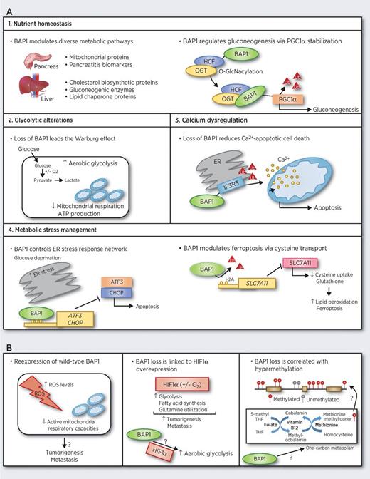 Roles of the BAP1 Tumor Suppressor in Cell Metabolism | Cancer Research ...