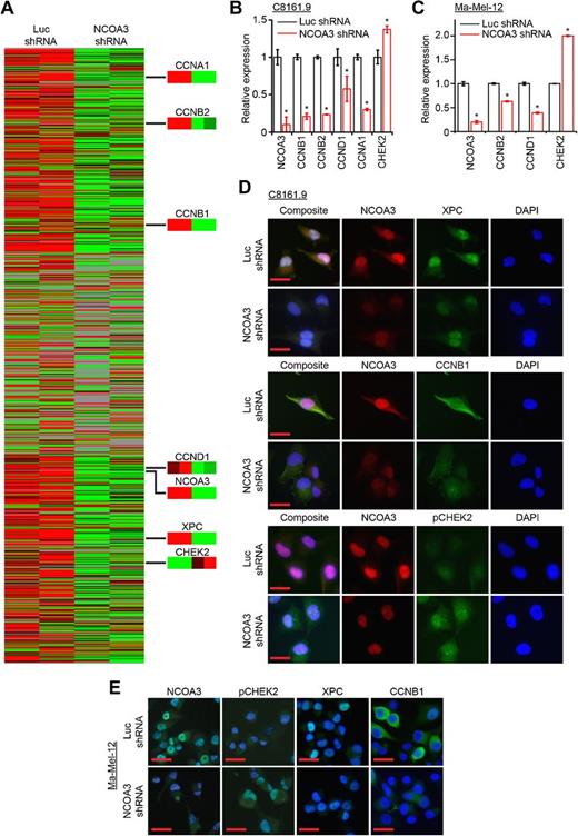 Nuclear Receptor Coactivator NCOA3 Regulates UV Radiation–Induced DNA ...