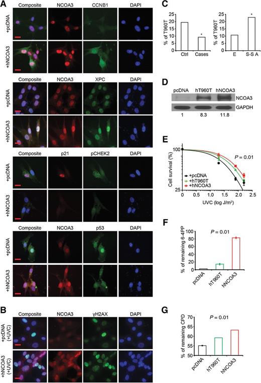 Nuclear Receptor Coactivator NCOA3 Regulates UV Radiation–Induced DNA ...