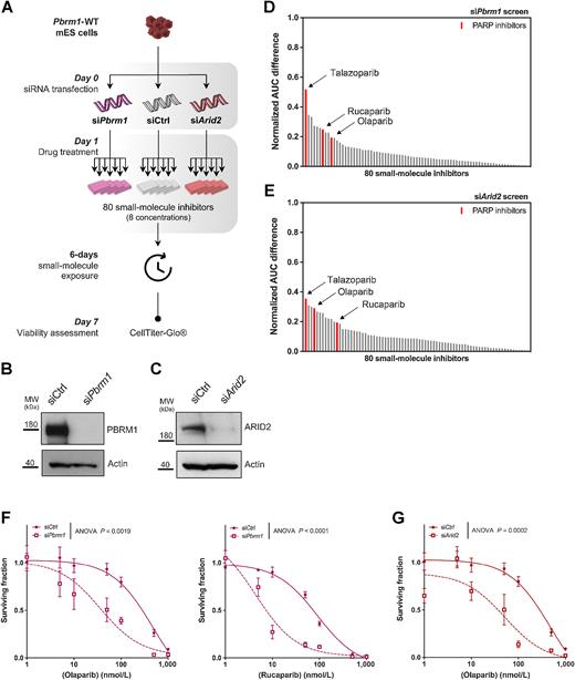 PBRM1 Deficiency Confers Synthetic Lethality to DNA Repair Inhibitors ...