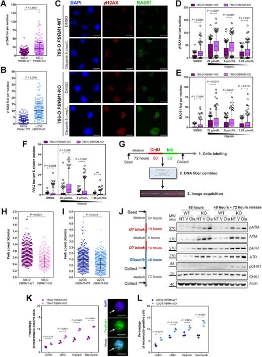 PBRM1 Deficiency Confers Synthetic Lethality to DNA Repair Inhibitors ...