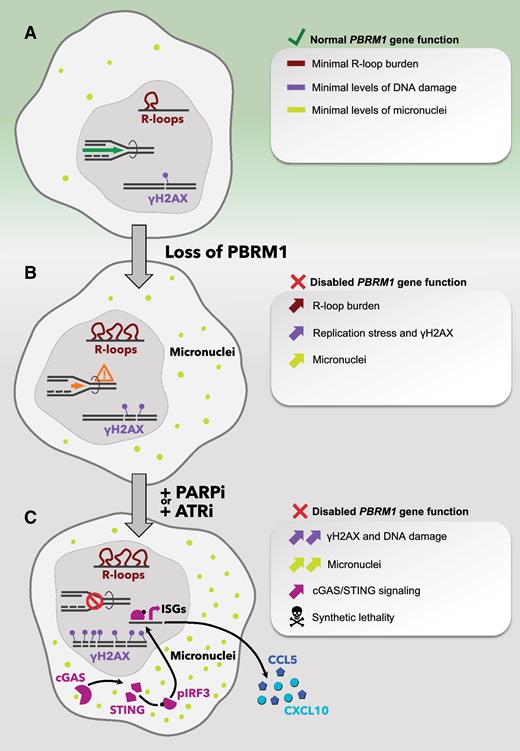 PBRM1 Deficiency Confers Synthetic Lethality to DNA Repair Inhibitors ...