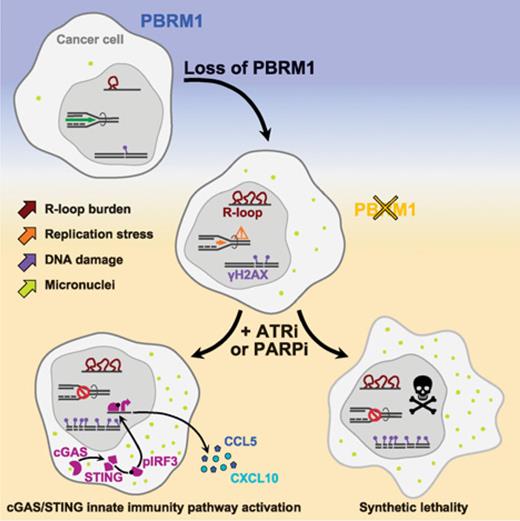 PBRM1 Deficiency Confers Synthetic Lethality to DNA Repair Inhibitors ...