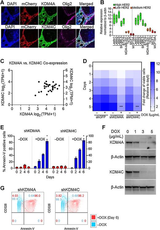 Inhibition of Jumonji Histone Demethylases Selectively Suppresses HER2 ...