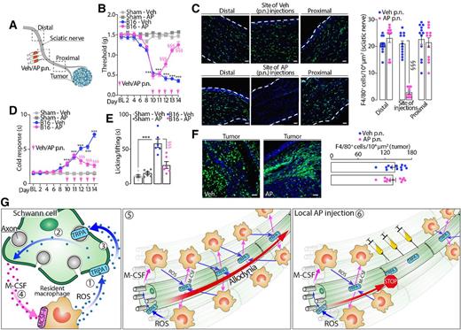 Peripheral Nerve Resident Macrophages and Schwann Cells Mediate Cancer ...