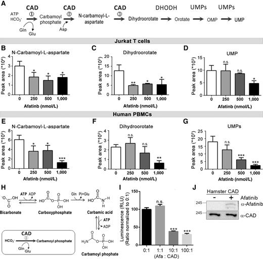 Afatinib Exerts Immunomodulatory Effects by Targeting the Pyrimidine ...