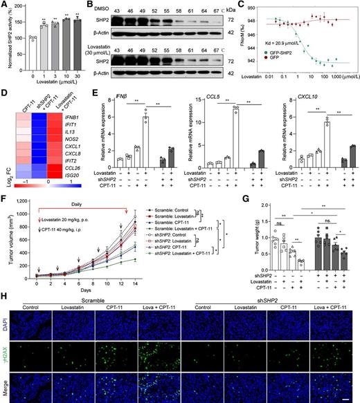SHP2-Mediated Inhibition of DNA Repair Contributes to cGAS–STING ...