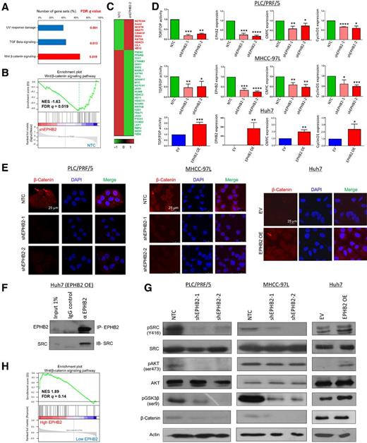 EPHB2 Activates β-Catenin to Enhance Cancer Stem Cell Properties and ...
