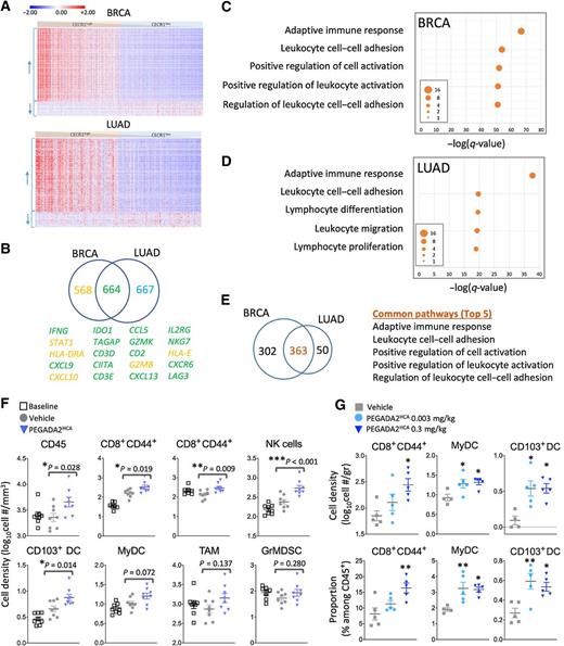 Targeting Adenosine with Adenosine Deaminase 2 to Inhibit Growth of ...